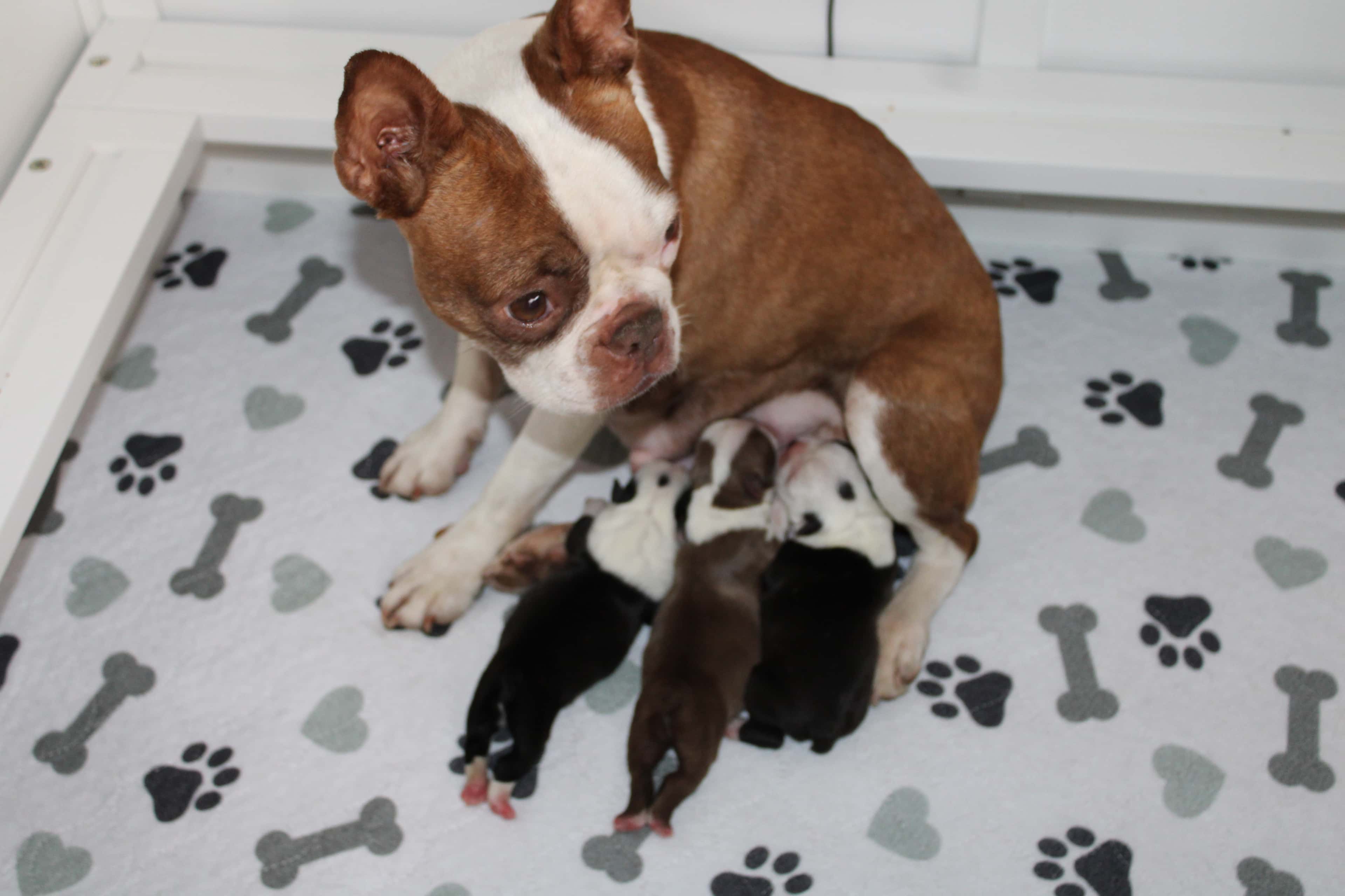 Angel and Loki | Honor Bound Boston Terriers