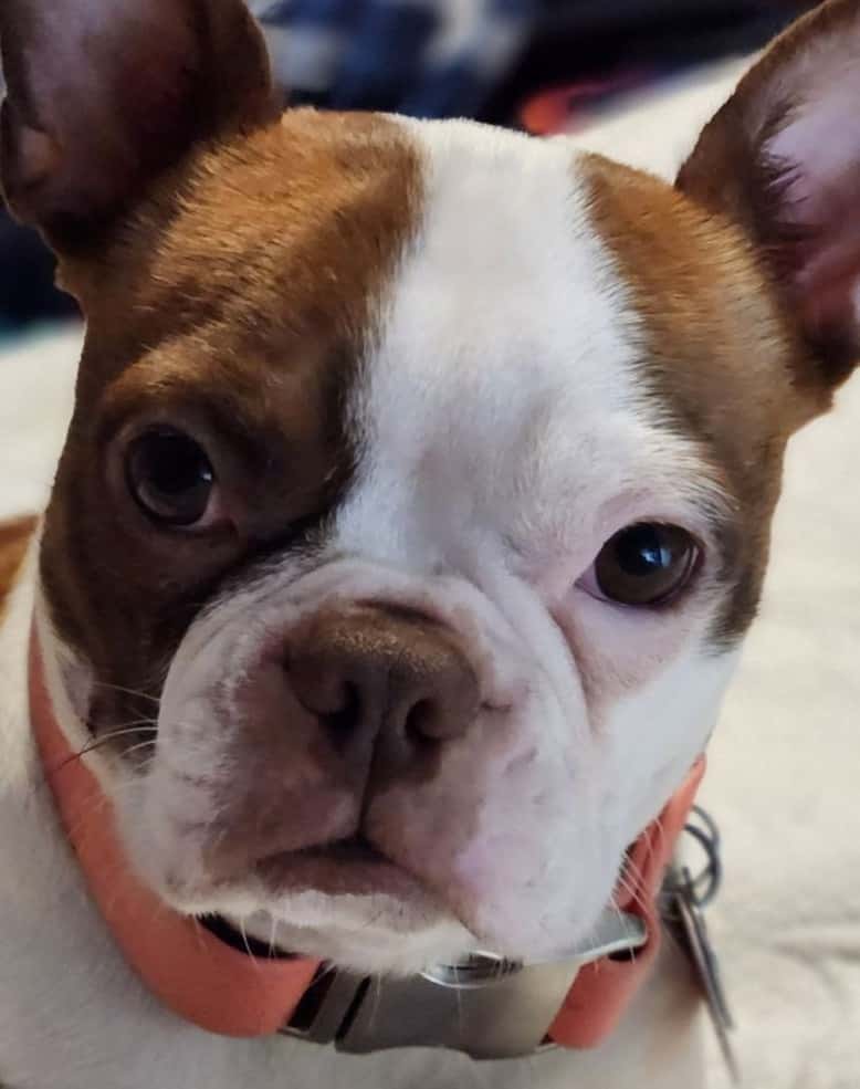 Pacific Northwest Breeders of Boston Terriers